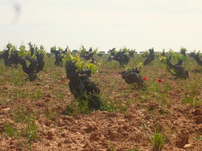 Madrid Region Wineries Guided Tour with Wine Tastings - The Journey from Madrid to the Heart of Wine Country