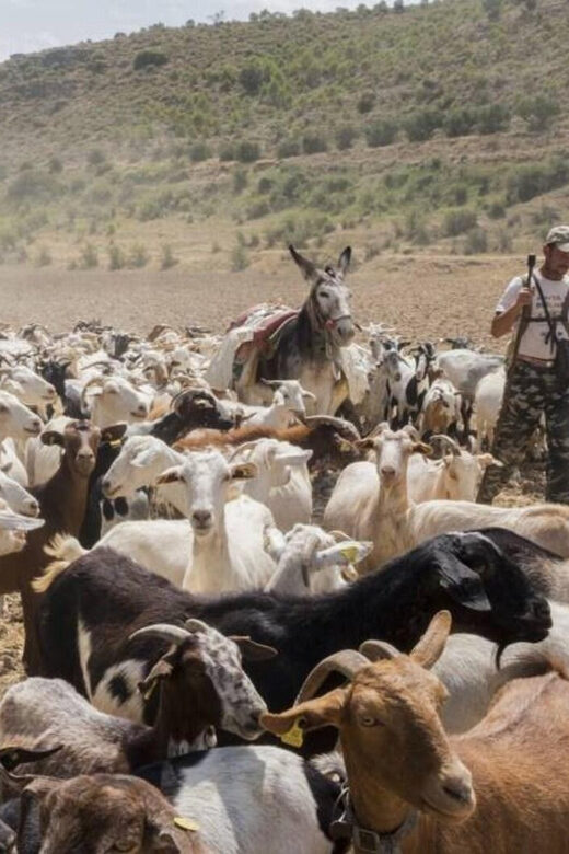 Madrid: Unspoiled Spain for Foodies & Nature s - FAQ