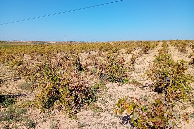 Madrid Wine Tour: Visit Two Wineries with Tastings - Exploring the Itinerary in Detail