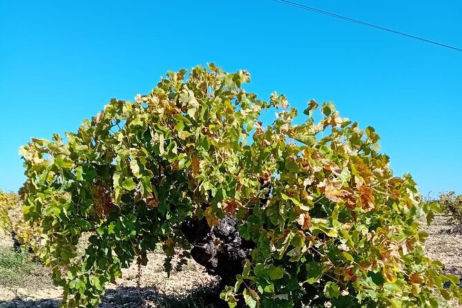 Madrid Wine Tour: Visit Two Wineries with Tastings - What Makes This Tour Stand Out?