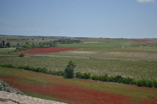 Madrid Wineries Private Tour with Hotel Pickup and Lunch - The Sum Up