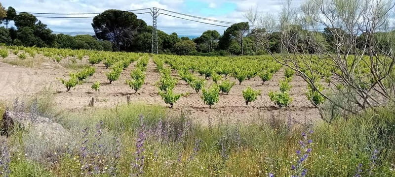 Madrid Winery Tour: Visit & Tasting With Sommelier Guide - Final Thoughts