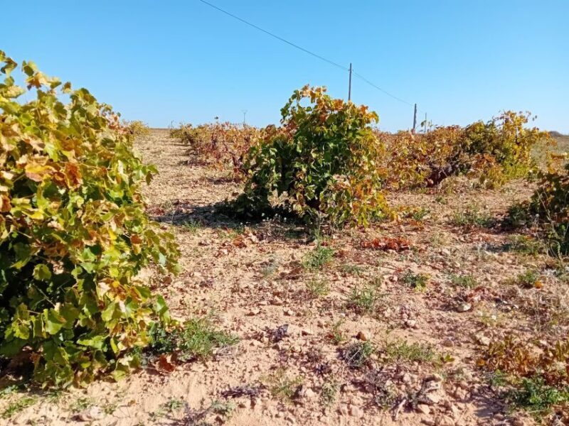 Madrid Winery Tour: Visit & Tasting With Sommelier Guide - FAQ