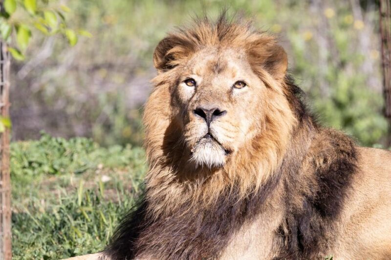 Madrid: Zoo Aquarium Madrid Ticket - A Close Look at Madrid’s Zoo Aquarium