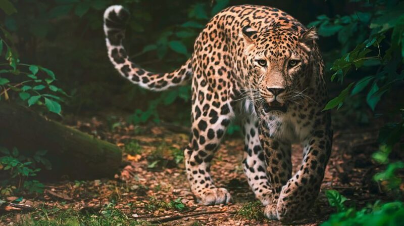 Madrid: Zoo Aquarium Madrid Ticket - FAQ