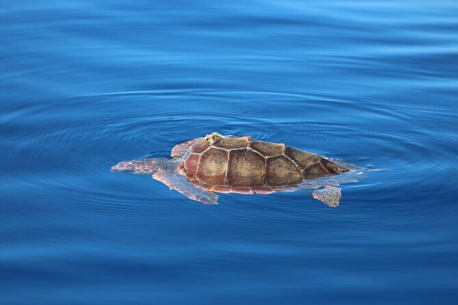 Magic Dolphin Celebrity - An In-Depth Look at the Magic Dolphin Celebrity Tour