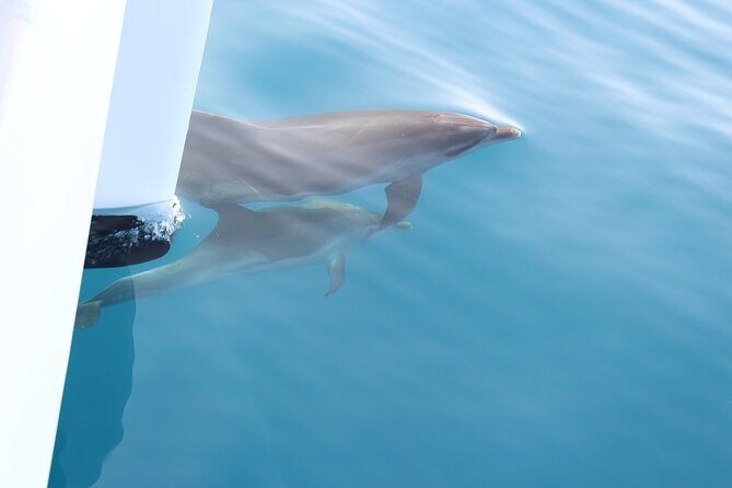 Magic Dolphin Celebrity - FAQs