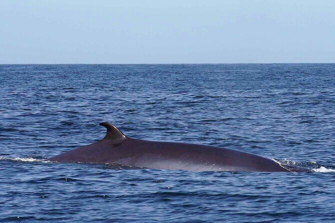 Magic Dolphin Sea Safaris - Key Points