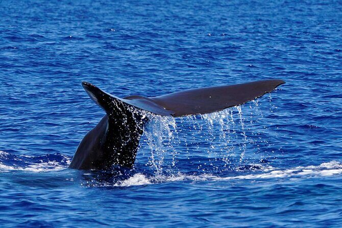 Magic Dolphin Sea Safaris - Who Should Consider This Tour?