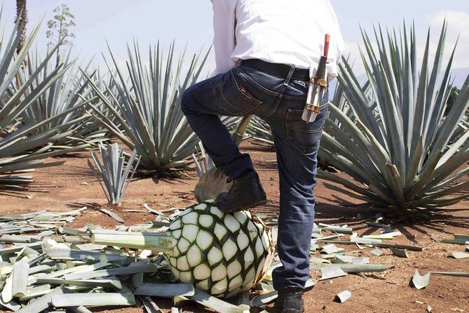 Magic Town Tequila and Agave Fields - A Detailed Look at the Tour Experience