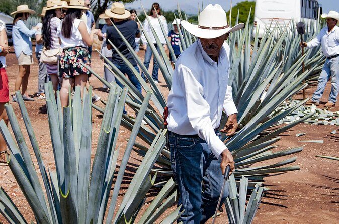 Magic Town Tequila and Agave Fields - FAQ