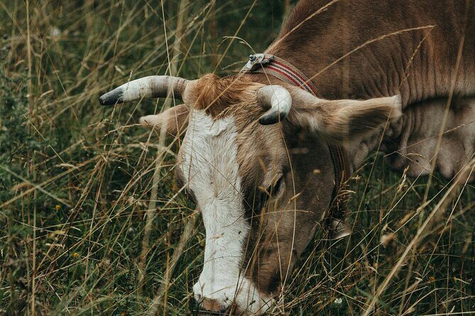 Magical Hallstatt Day Trip from Vienna - Practical Tips for the Day Trip