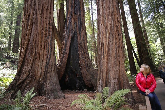 Magical Muir Woods Car Tour (Private & All-Inclusive) - FAQ