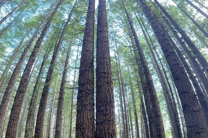 Magical Rotorua Private Tour with Spa Experience from Auckland - Final Thoughts: Is This Tour Right for You?