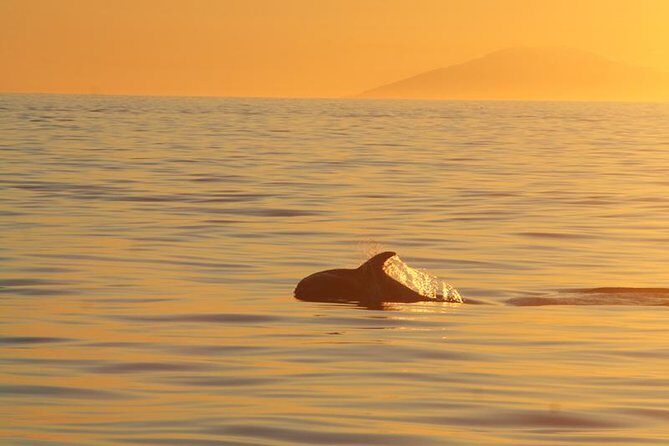 Magical Whales in the Midnight Sun | from Reykjavik - Booking and Practicalities