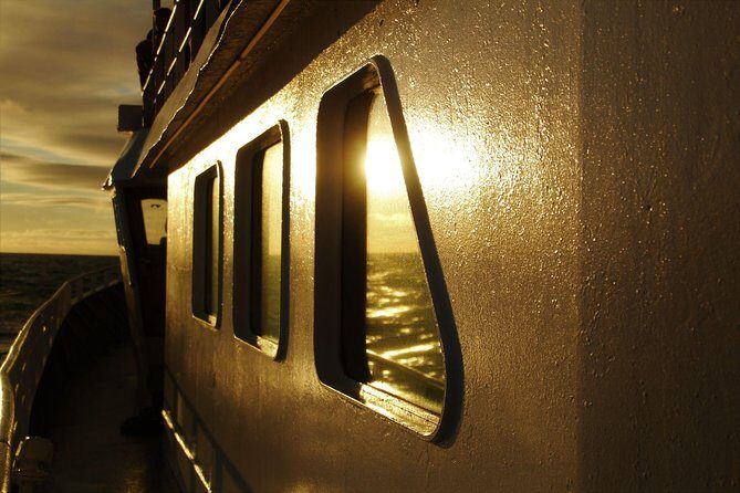 Magical Whales in the Midnight Sun | from Reykjavik - Wildlife Sightings: What Travelers Have Experienced