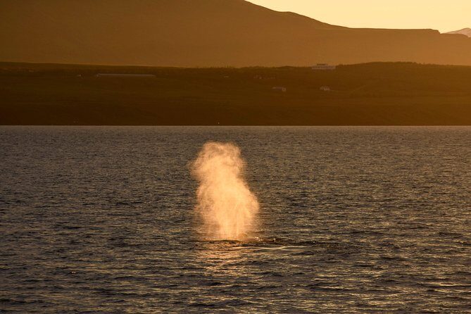 Magical Whales in the Midnight Sun | from Reykjavik - Is This Tour Worth the Price?