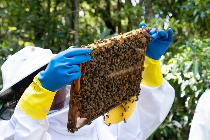 Magical World of Beekeeping on São Miguel Azores Private Tour - Who Will Enjoy This Experience?  