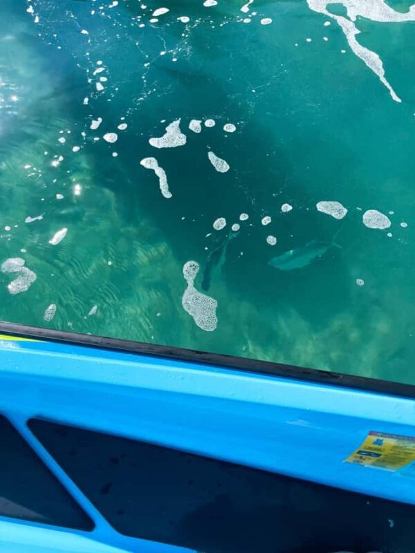 Magnetic Island: 5 Beach Bay Jet Ski Tour - Final Thoughts