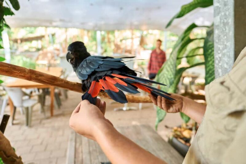 Magnetic Island: Breakfast with Koalas Experience - What to Expect from the Experience