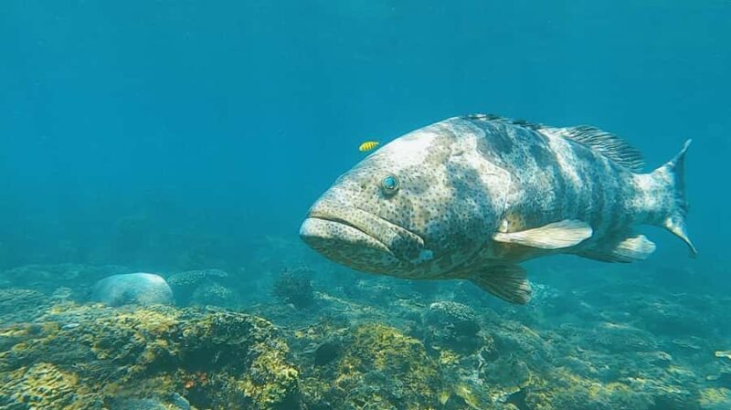 Magnetic Island: Snorkel Discovery Tour - Key Points