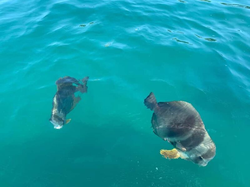 Magnetic Island Snorkel Jet Ski Tour - Magnetic Island Snorkel Jet Ski Tour Review