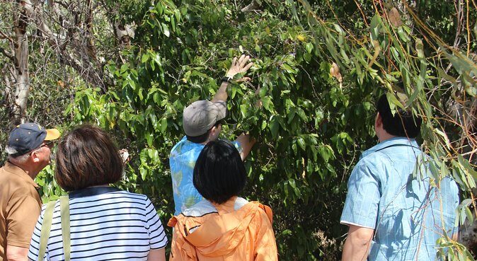 Magnetic Island Tour: Maggie Comprehensive - FAQ