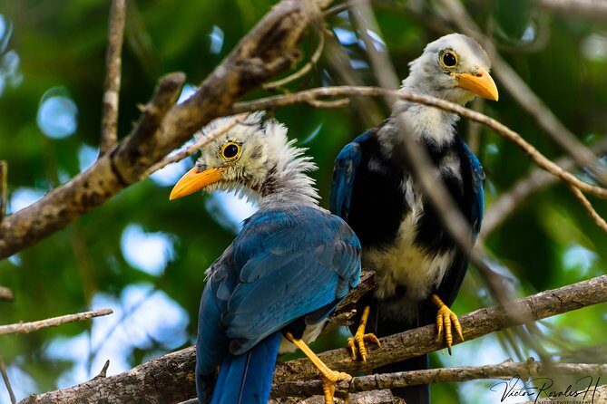 Mahahual and Costa Maya Birdwatching - Why This Tour Is Worth Considering