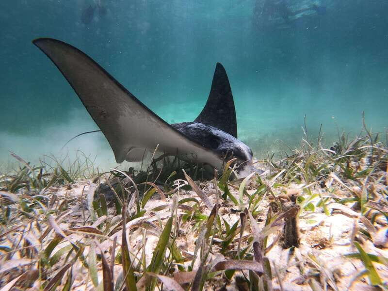 Mahahual: Snorkel Tour in Reef Lagoon - What’s Included and What You Should Know