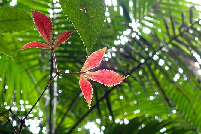 Maiala Rainforest Tour - Who Will Love This Tour?