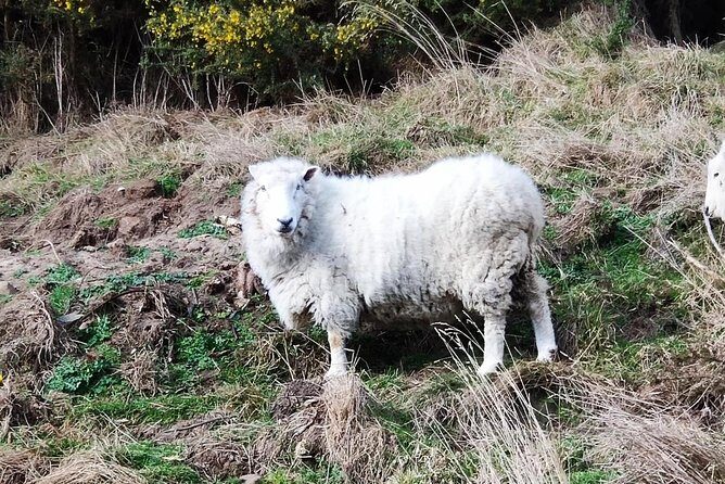 Mainland Peninsula Tour - Final Thoughts