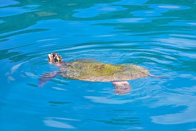 Major Tom -Sailing Day Cruise, with Snorkeling, Lunch & More! - Practical Tips for Future Guests