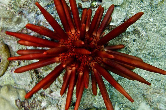 Makena Turtle Town Eco Adventure in Maui - Final Thoughts