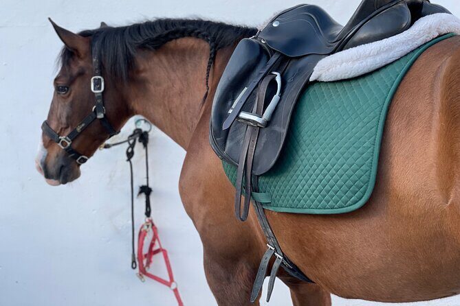 Malaga - guided horseback riding - Who Should Consider This Tour?