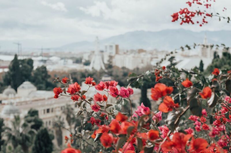 Málaga: Highlights, Old Town & Viewpoint Walking Tour - Who Will Love This Tour?