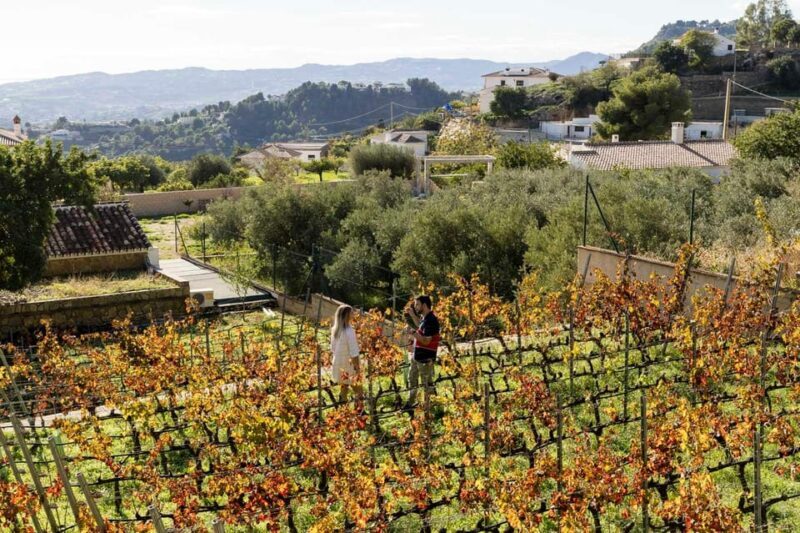 Malaga: Organic Vineyard Tour with 6 Wines, Tapas & Transfer - Is It Worth the Price?