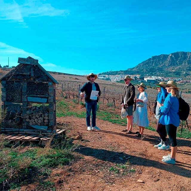 Malaga: White Village, Vineyard, and Wine Tasting Wine Tour - Introduction: Exploring the Hidden Gems of Andalusia