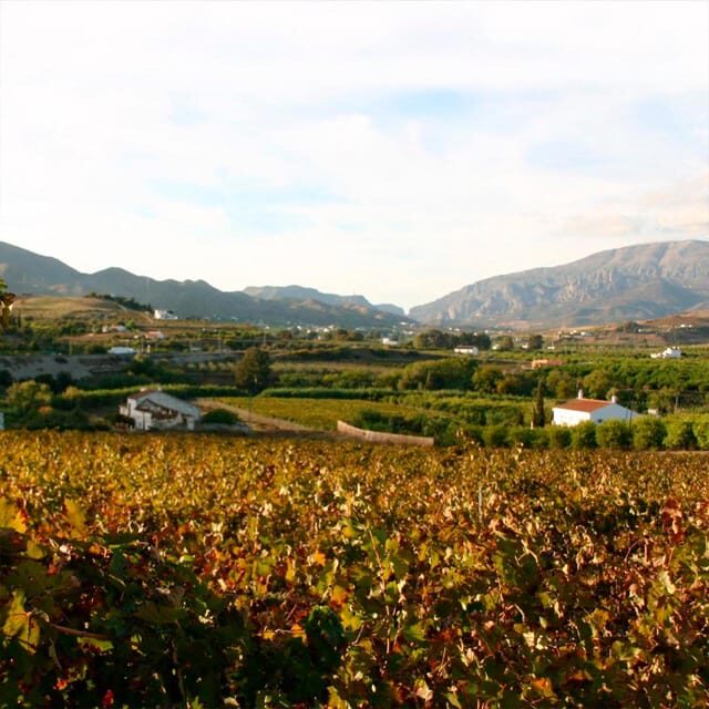 Malaga: White Village, Vineyard, and Wine Tasting Wine Tour - Scenic Views & Photo Stops: Capturing the Landscape