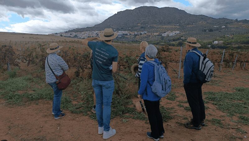 Malaga: White Village, Vineyard, and Wine Tasting Wine Tour - Vineyard & Winery: From Grape to Glass