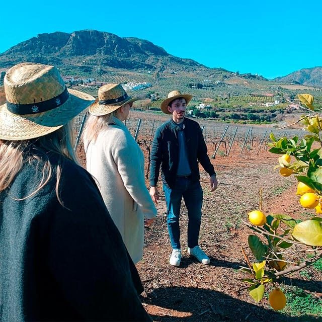 Malaga: White Village, Vineyard, and Wine Tasting Wine Tour - Food & Wine Pairing: Savoring Local Flavors