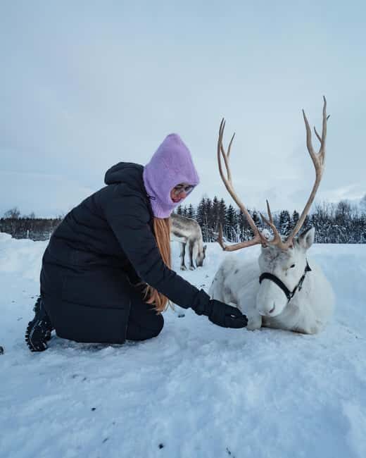 Malangen Sami Camp and Reindeer Experience with Lunch - Key Points