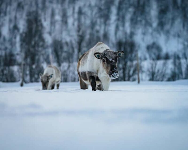 Malangen Sami Camp and Reindeer Experience with Lunch - Final Thoughts
