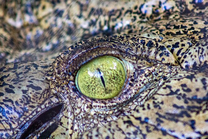 Malcolm Douglas Crocodile Park Tour Including Transportation - Who Will Love This Tour?