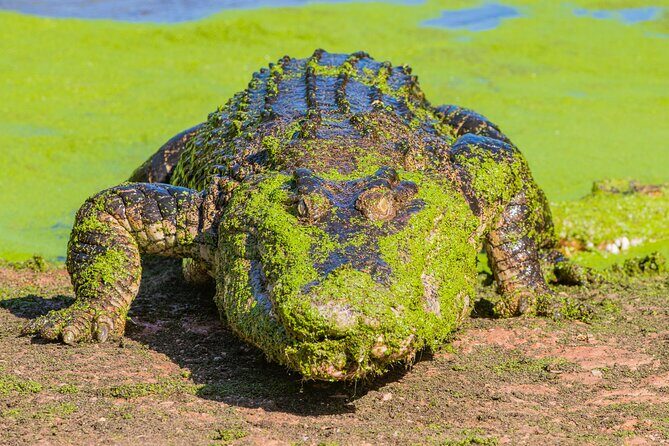 Malcolm Douglas Crocodile Park Tour Including Transportation - The Sum Up