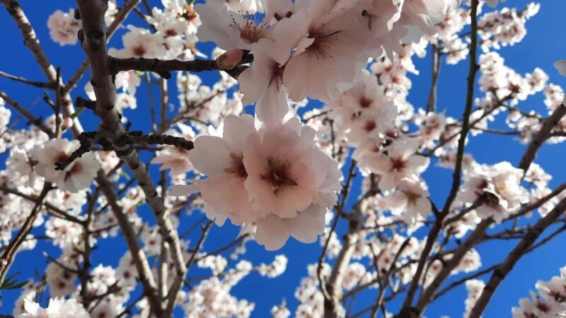 Mallorca: Almond Blossom Minivan Tour - GERMAN GUIDE - Key Points