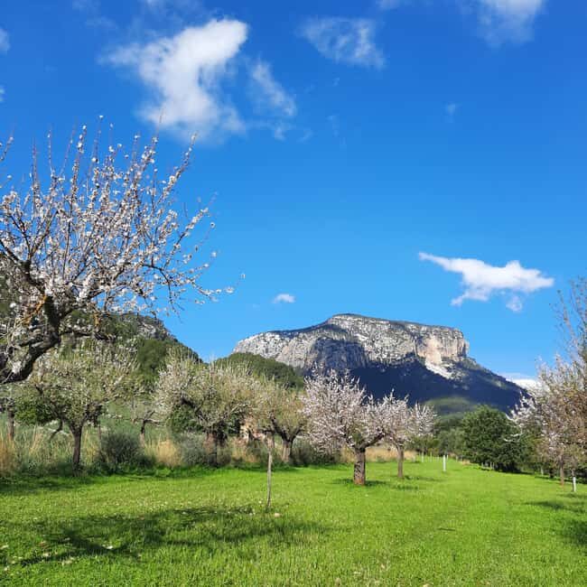 Mallorca: Almond Blossom Minivan Tour - GERMAN GUIDE - An In-Depth Look at the Mallorca Almond Blossom Tour