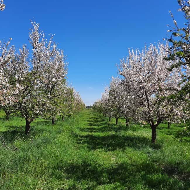 Mallorca: Almond Blossom Minivan Tour - GERMAN GUIDE - FAQ