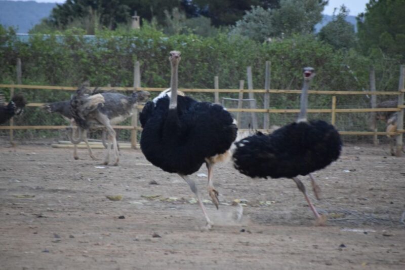 Mallorca: Artestruz - Ostrich Farm Ticket Entrance - Key Points