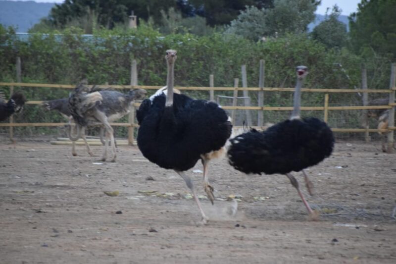 Mallorca: Artestruz - Ostrich Farm Ticket Entrance - Final Thoughts