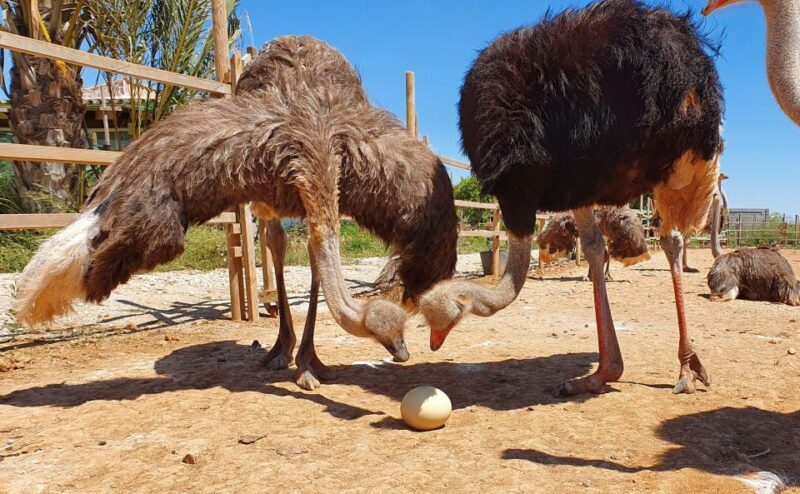 Mallorca: Artestruz - Ostrich Farm Ticket Entrance - FAQ